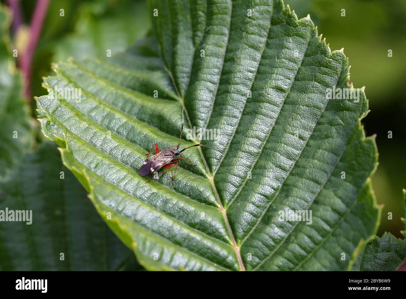 A flying stink bug hi-res stock photography and images - Alamy