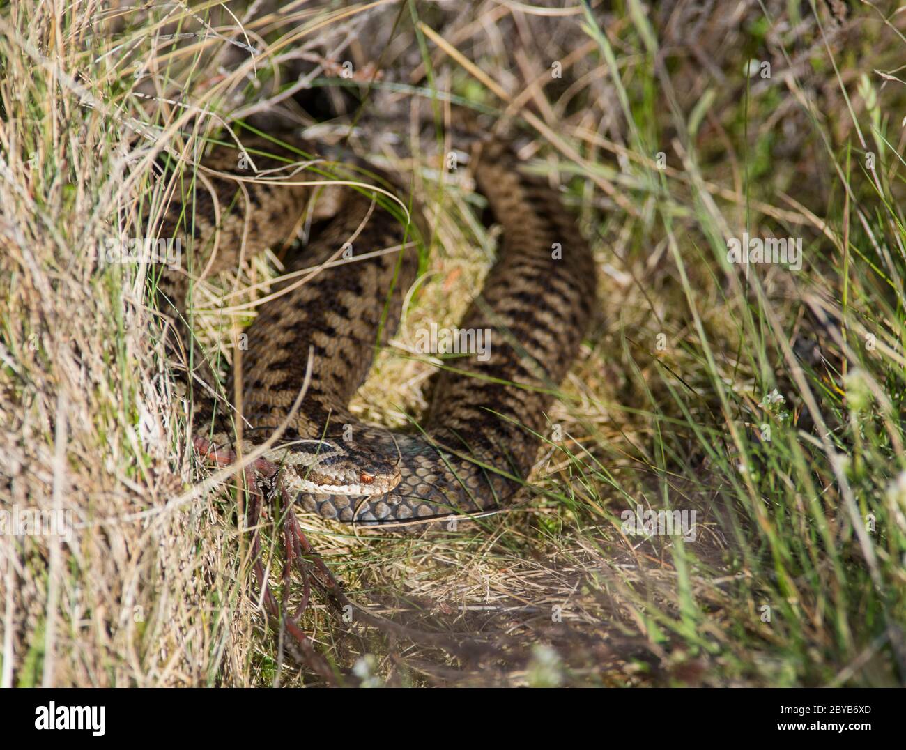 Female Adder High Resolution Stock Photography and Images - Alamy