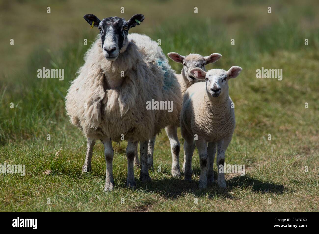 Saltmarsh Sheep with 2 lambs on the saltmarsh of East Yorkshire Stock ...