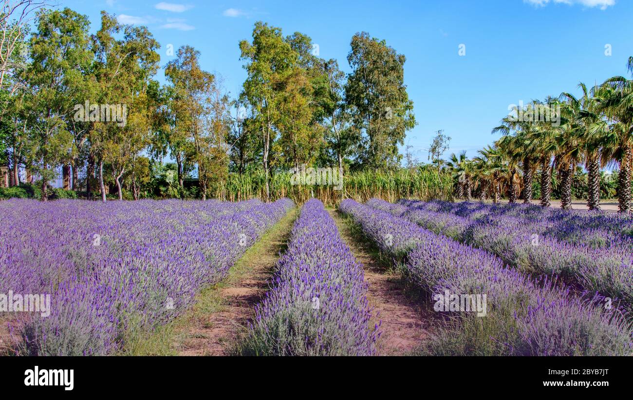 Beautiful lavender flowers field background in the natural park ...
