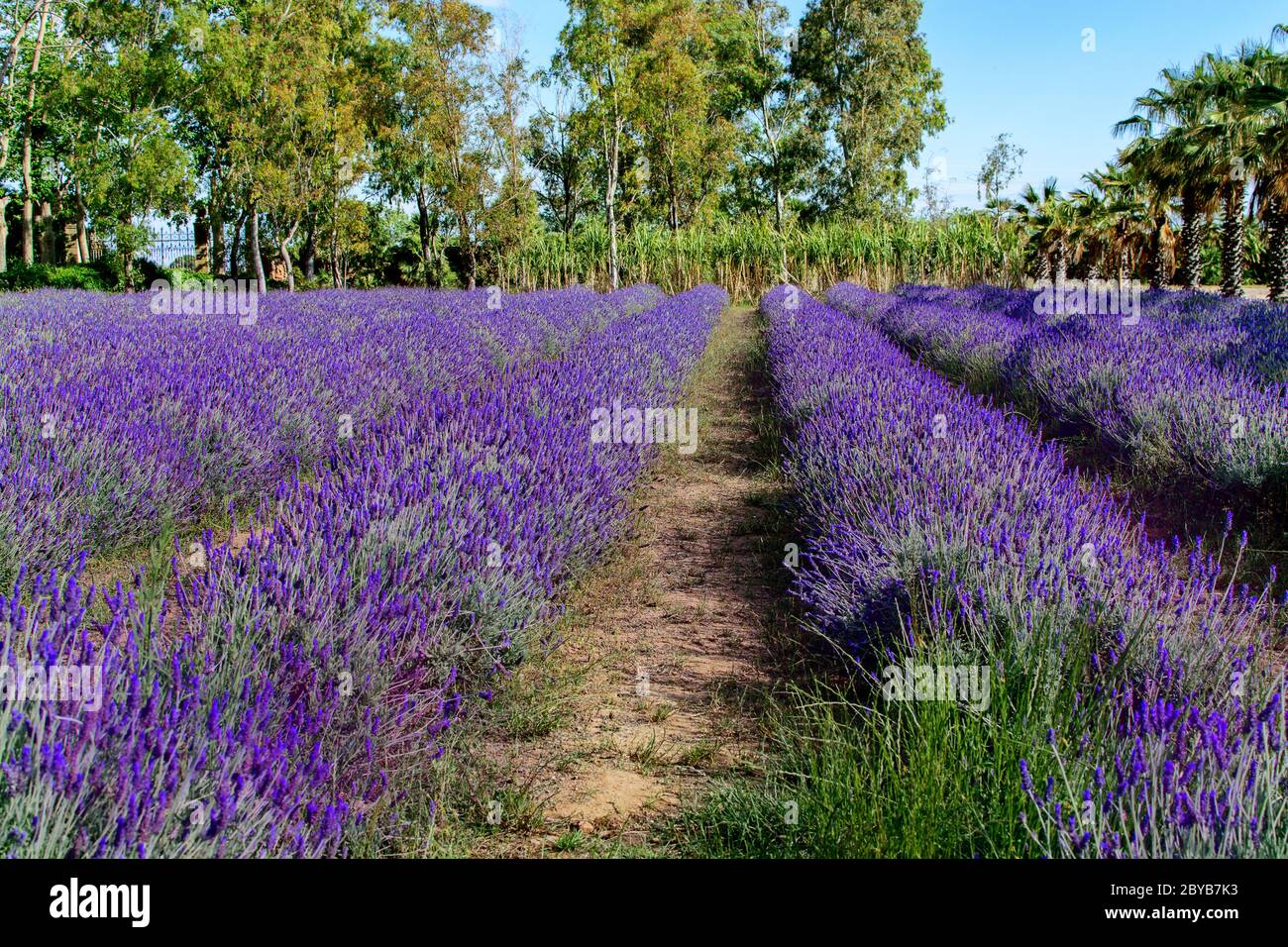 Beautiful lavender flowers field background in spring in Spain Stock ...