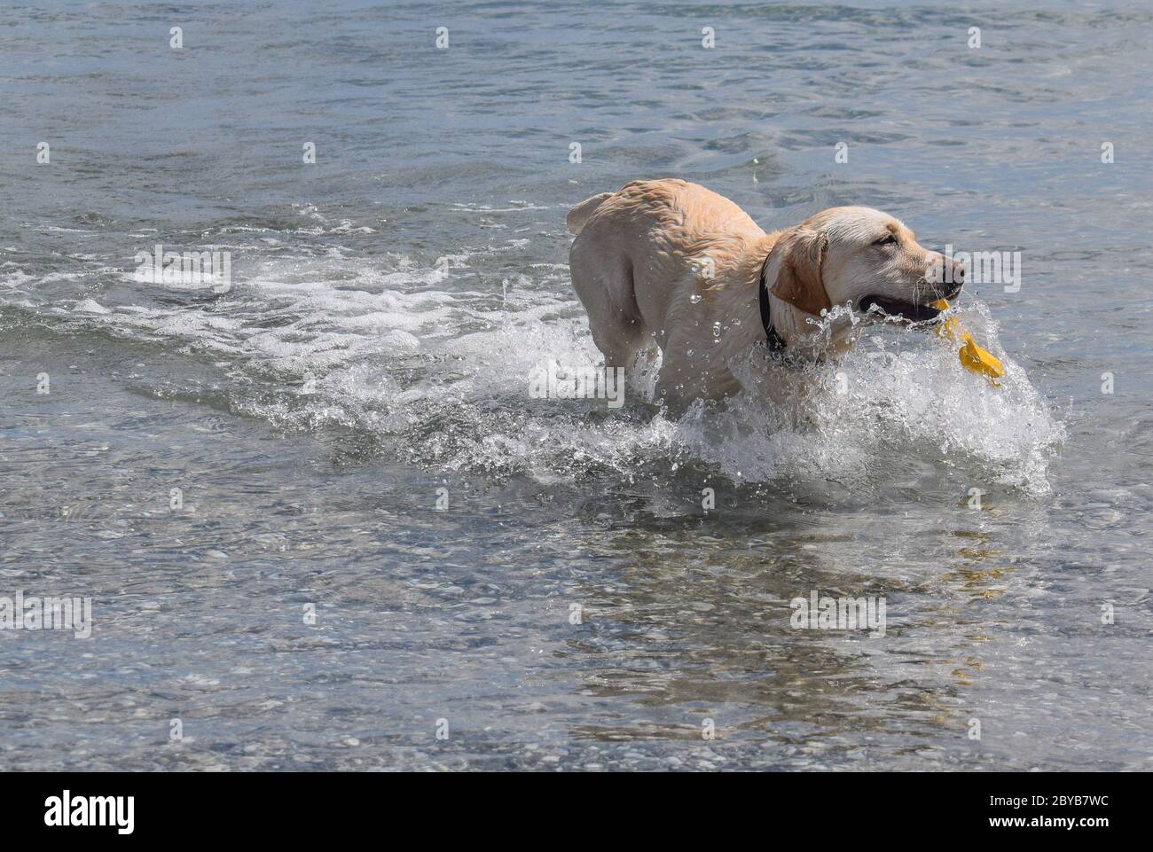 Golden Labrador swimming 150520 Stock Photo - Alamy