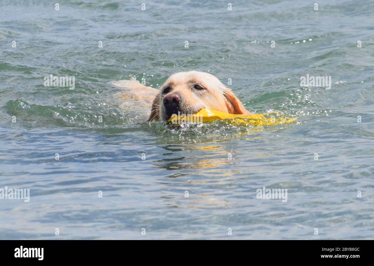 Golden Labrador swimming 150520 Stock Photo - Alamy