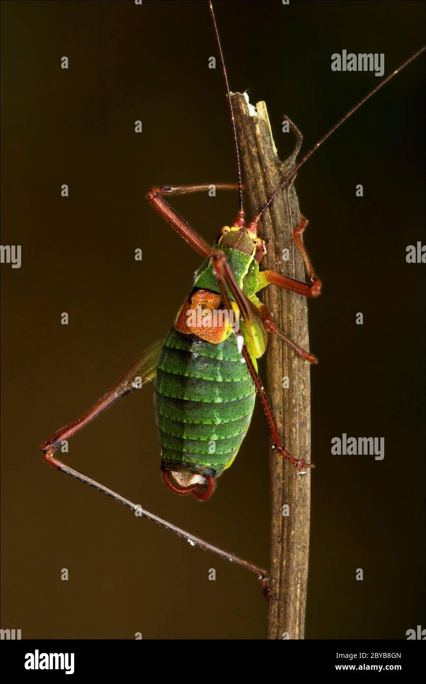close up of grasshopper Orthopterous Tettigoniidae on Stock Photo - Alamy