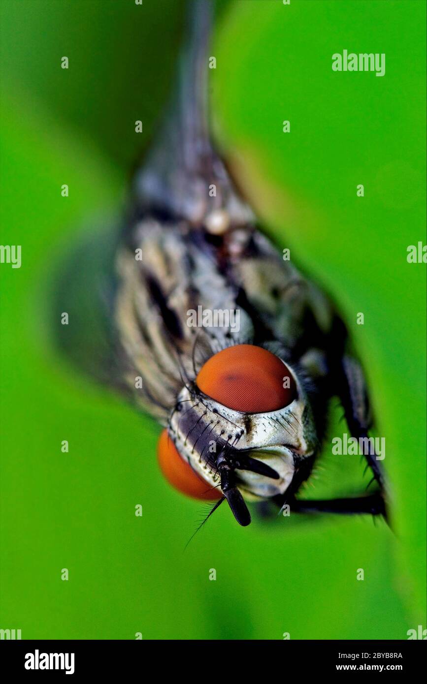 fly diptera calliphoridae Stock Photo - Alamy
