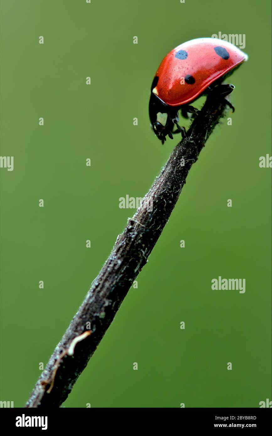 the side of wild red ladybug Stock Photo - Alamy