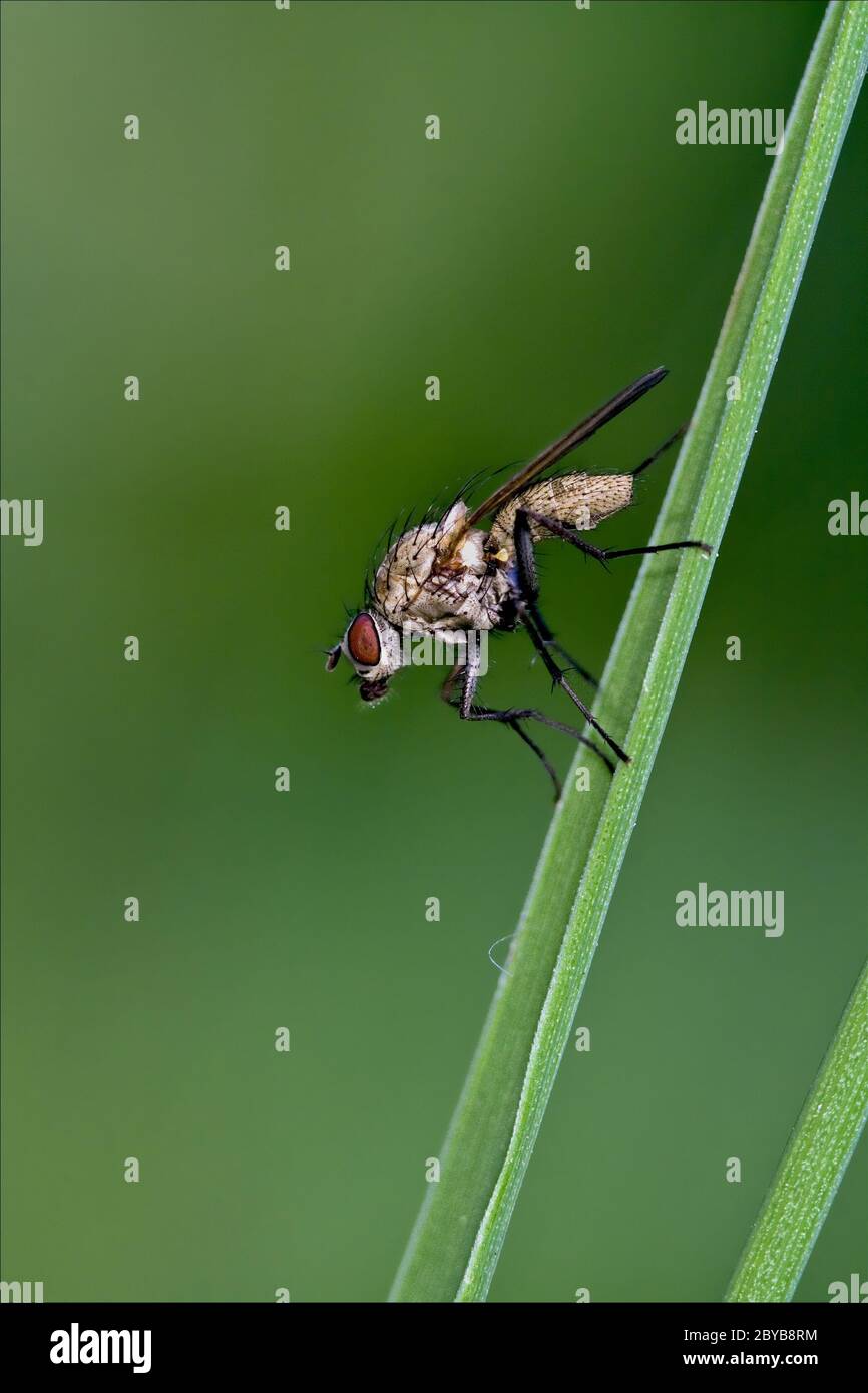 Helina High Resolution Stock Photography and Images - Alamy