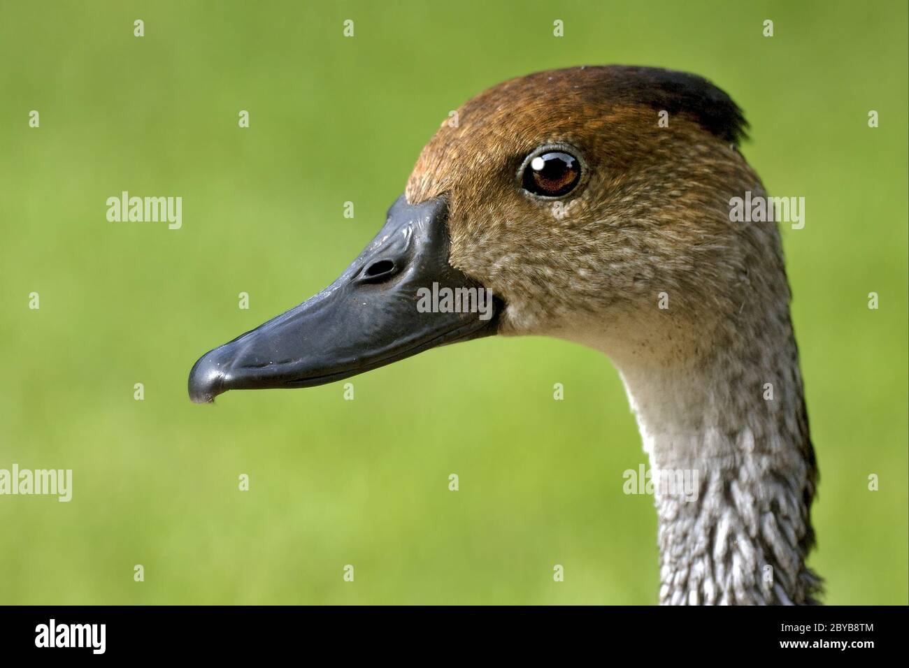 side of duck whit black eye Stock Photo - Alamy
