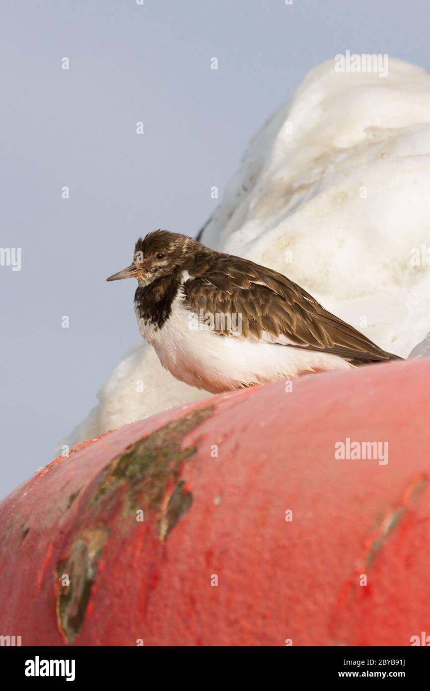 Rudy turnstone hi-res stock photography and images - Alamy