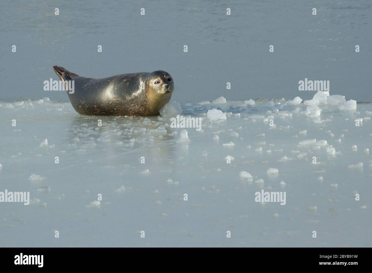 A common seal Stock Photo - Alamy