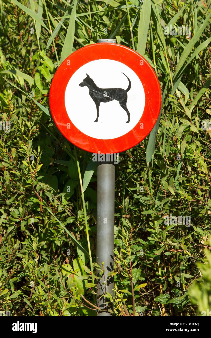 Old damaged sign in the bushes - dogs forbidden Stock Photo - Alamy