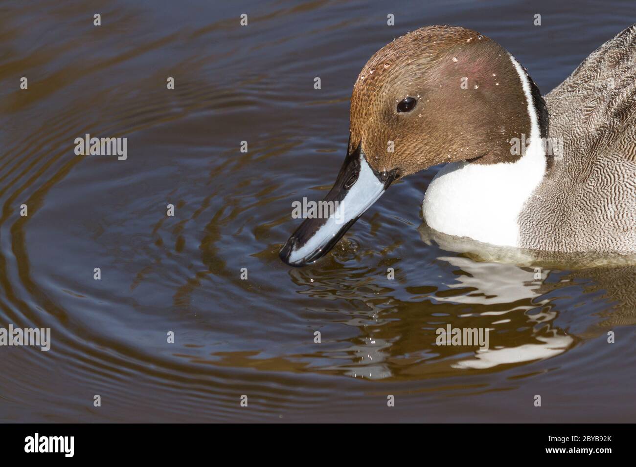 Northern pintail drake swimming Stock Photo - Alamy