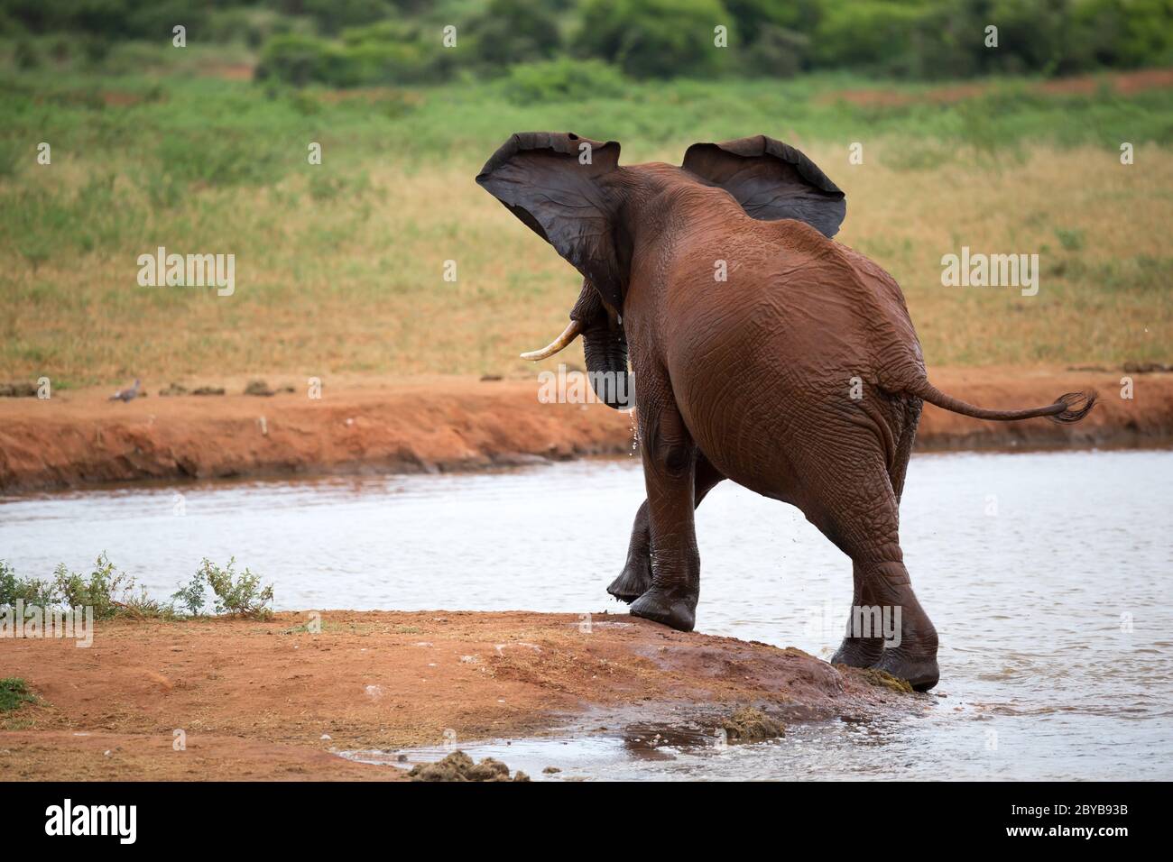 One elephant bathing drinking hi-res stock photography and images - Alamy