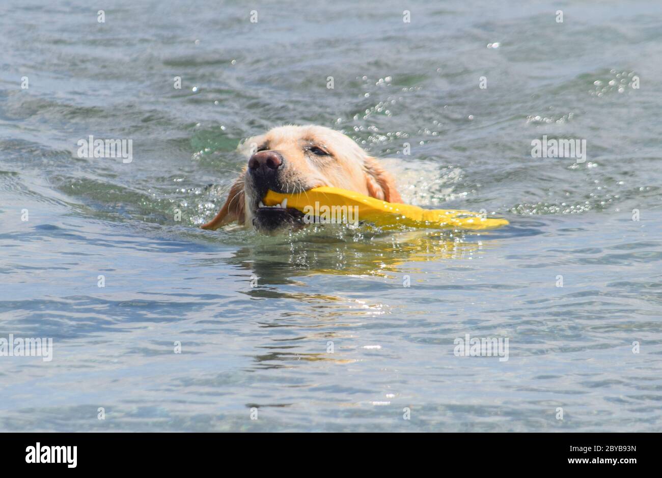 Golden Labrador swimming 150520 Stock Photo - Alamy