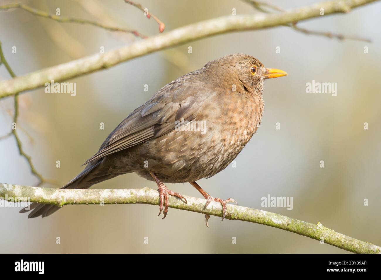 Blackbird graphics hi-res stock photography and images - Alamy