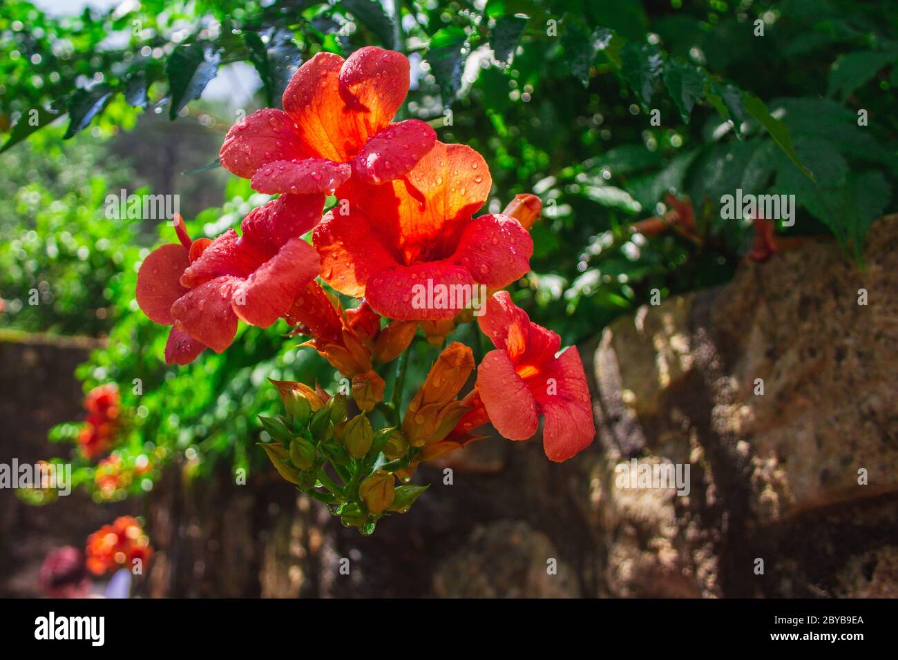 Krka national park flower hi-res stock photography and images - Alamy