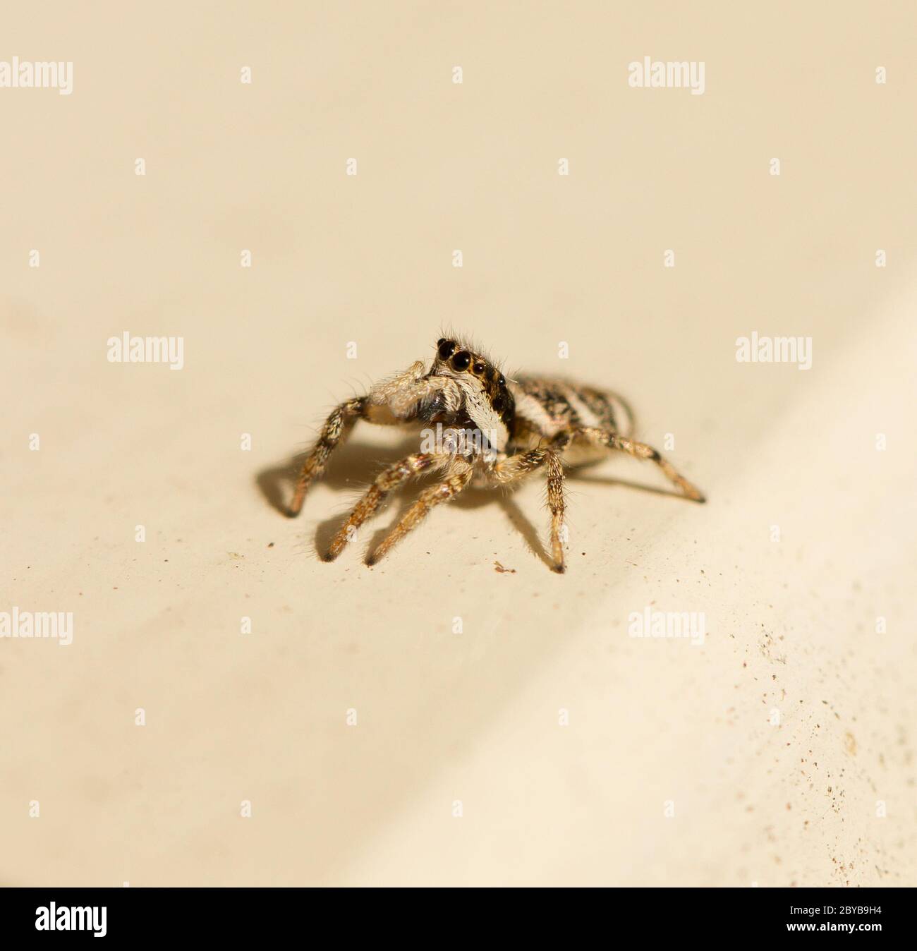 Salticus scenicus jumping spider Stock Photo - Alamy