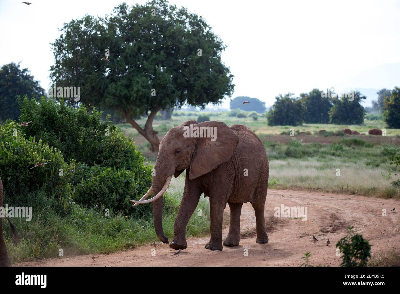 One big red elephant walking along the road Stock Photo - Alamy
