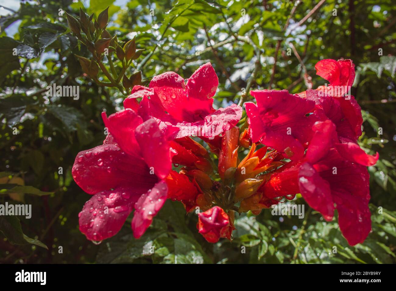 Krka national park flower hi-res stock photography and images - Alamy