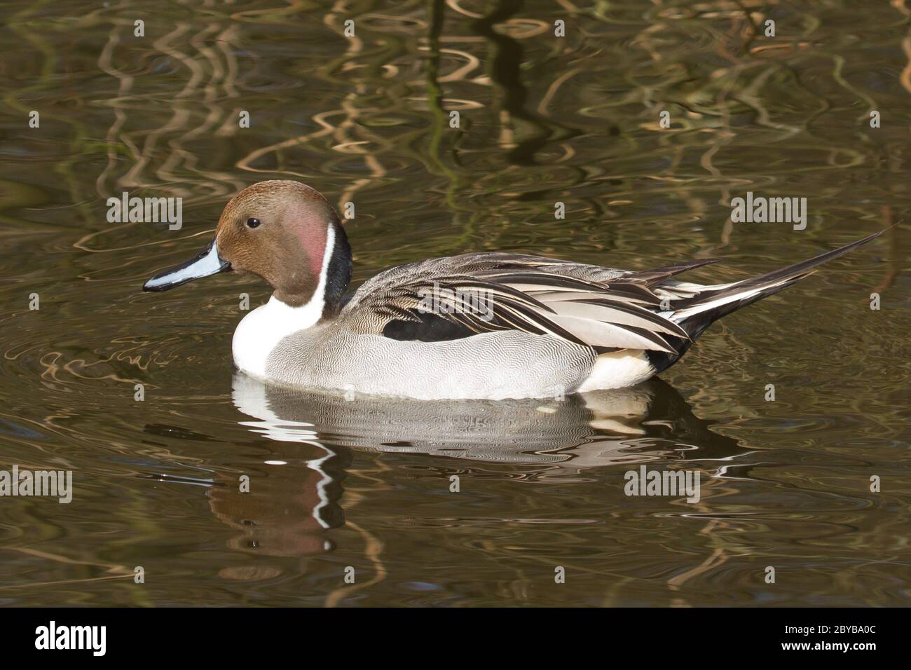 Northern pintail drake swimming Stock Photo - Alamy