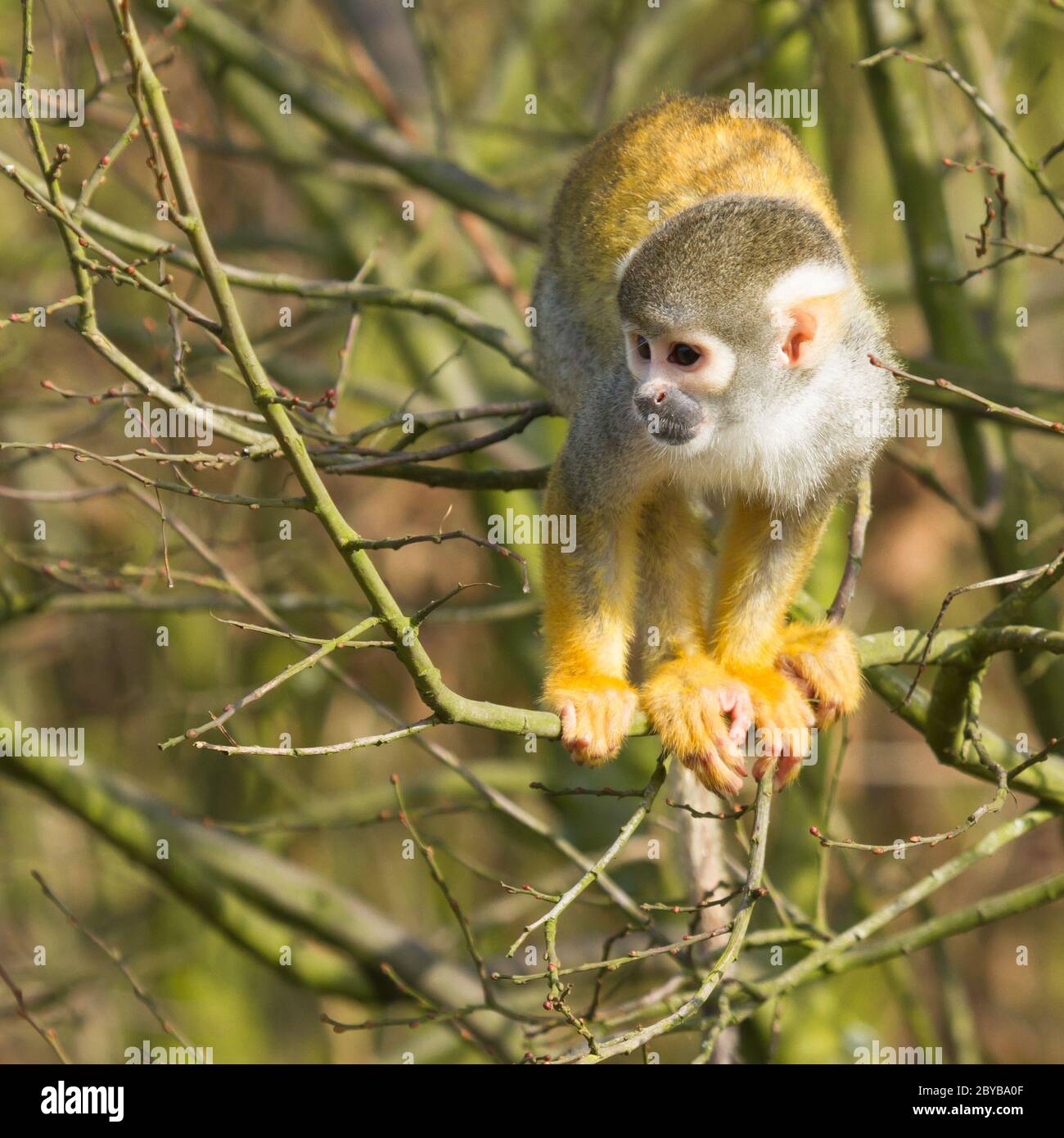 One apes in a tree Stock Photo - Alamy