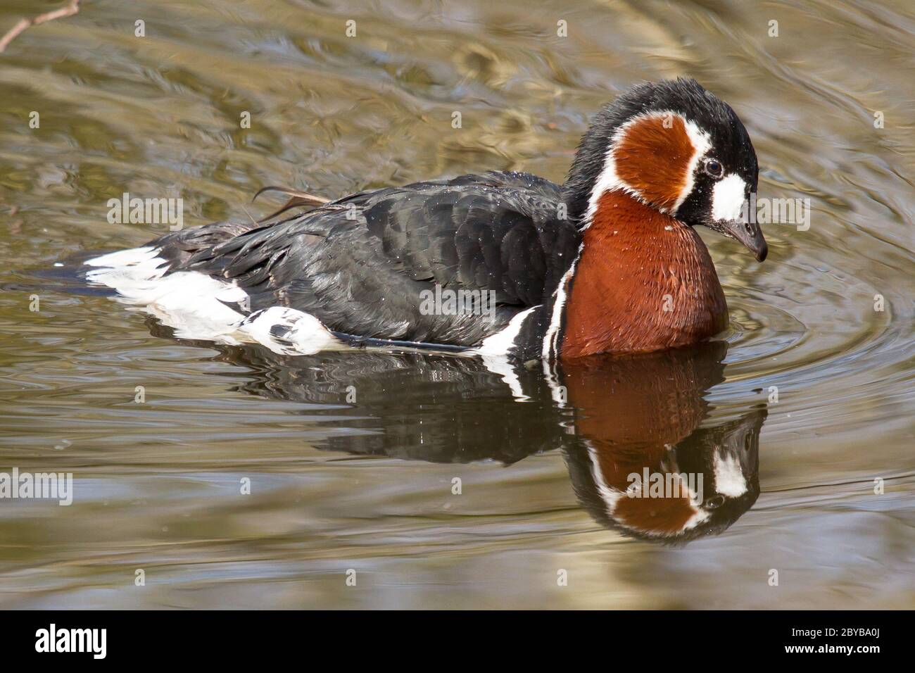 Portrait shot goose swimming hi-res stock photography and images - Alamy