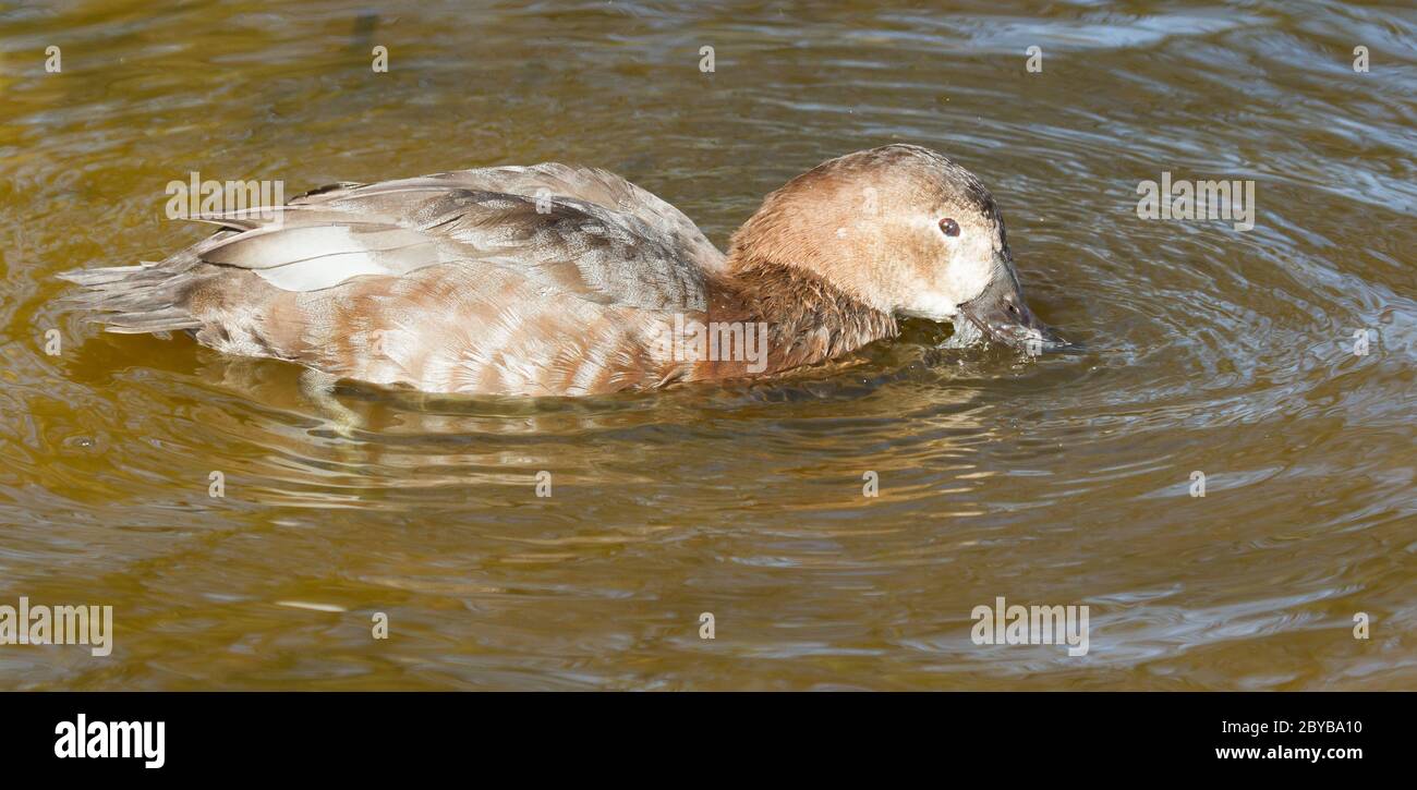 A duck is drinking Stock Photo - Alamy