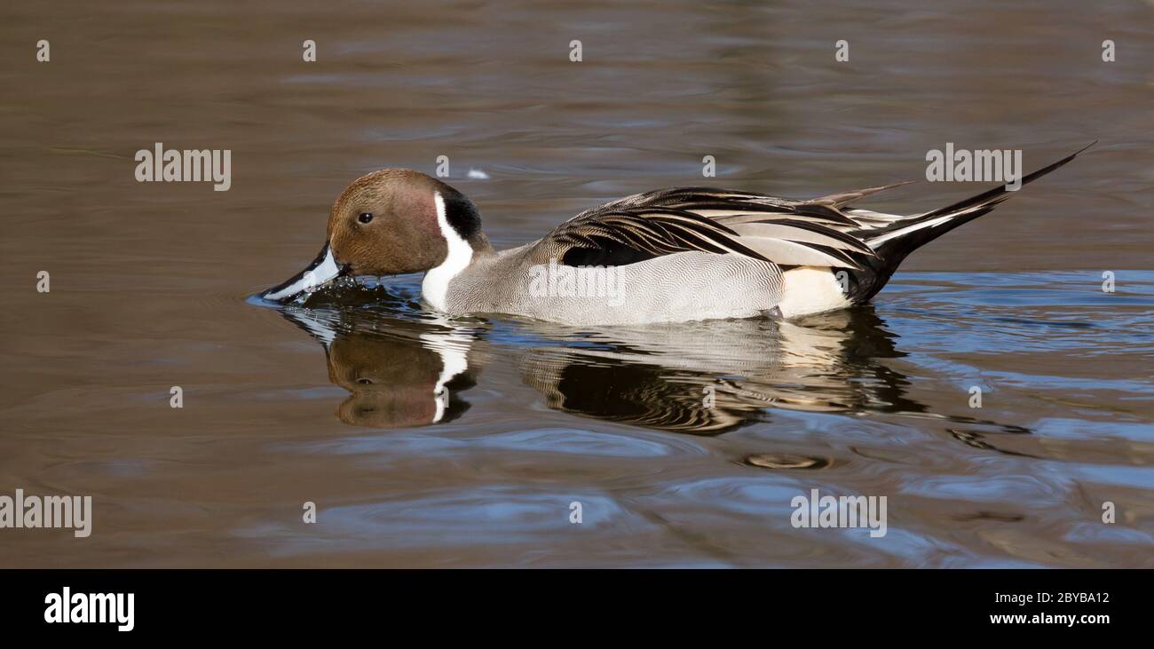 Northern pintail drake swimming Stock Photo - Alamy