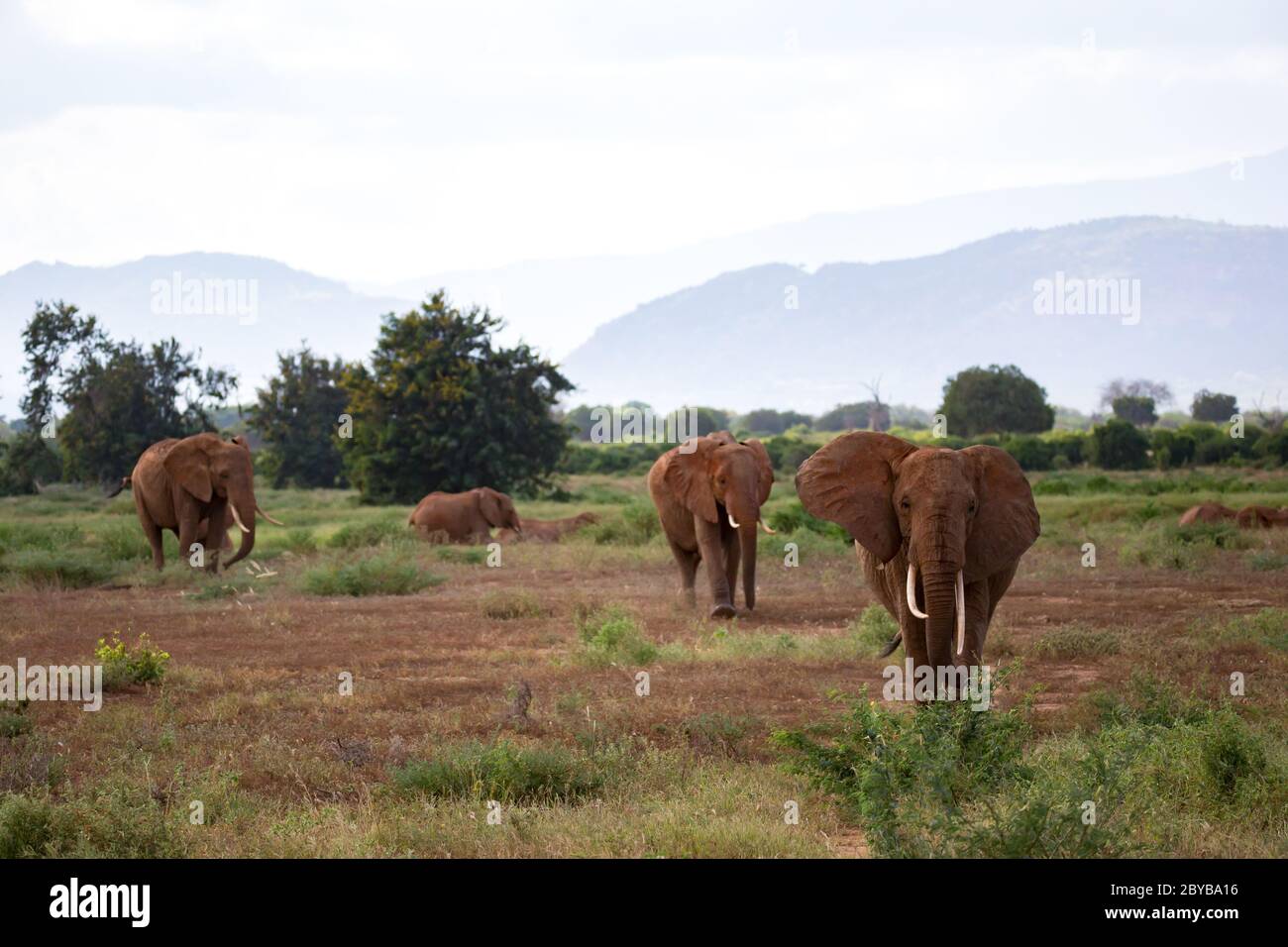 A lot of elephants are walking in the grassland of the savannah in ...