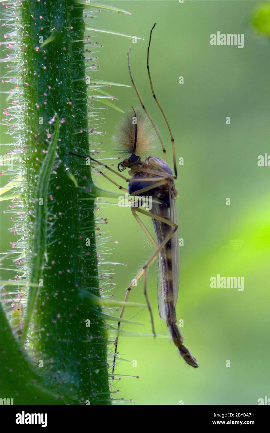 Mosquito culex leaf hi-res stock photography and images - Alamy