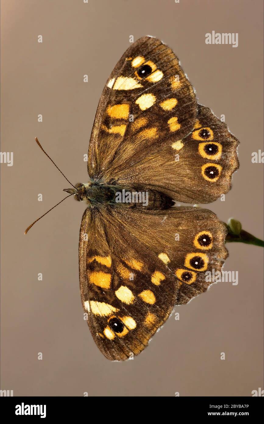 Curved rear wing hi-res stock photography and images - Alamy