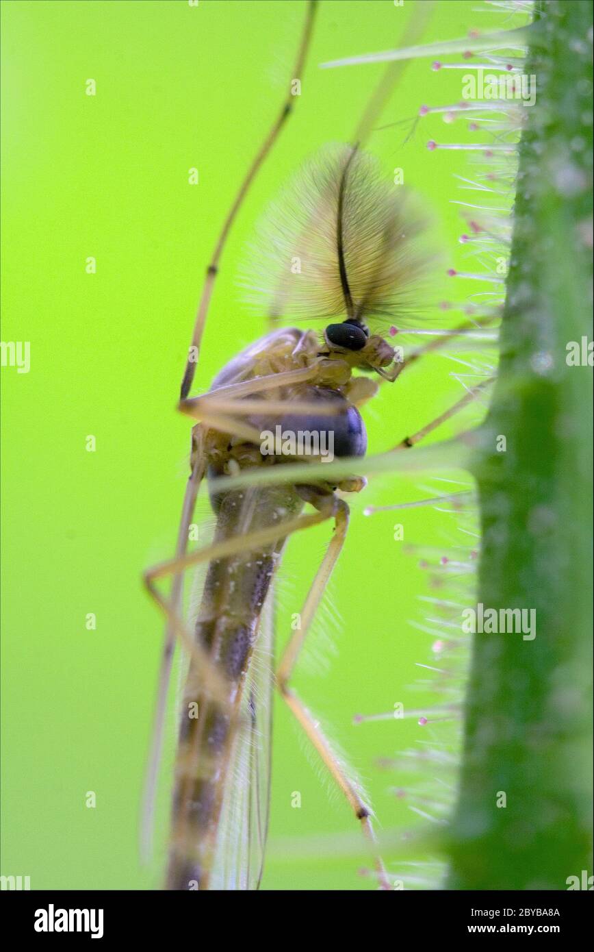 Chironomus riparius hi-res stock photography and images - Alamy