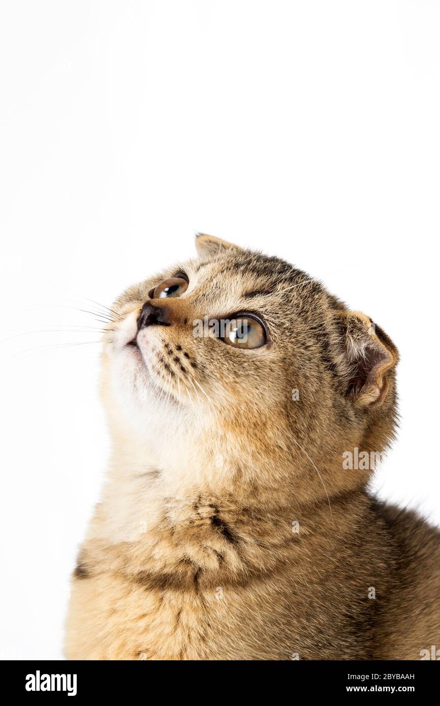British little kitten with fold ears on a white background with Stock ...