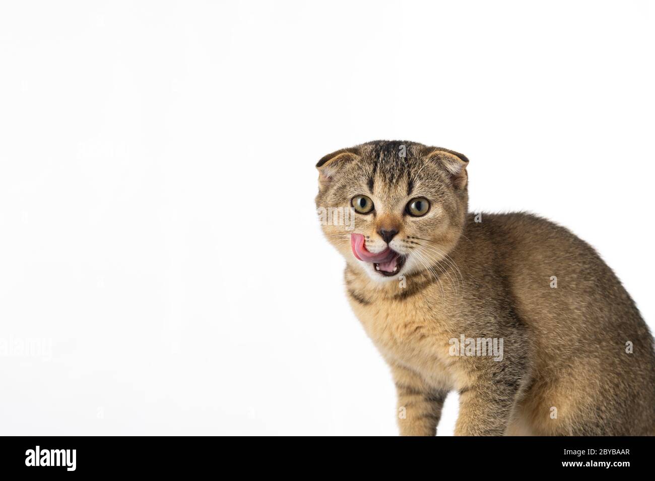 British little kitten with fold ears on a white background with place ...