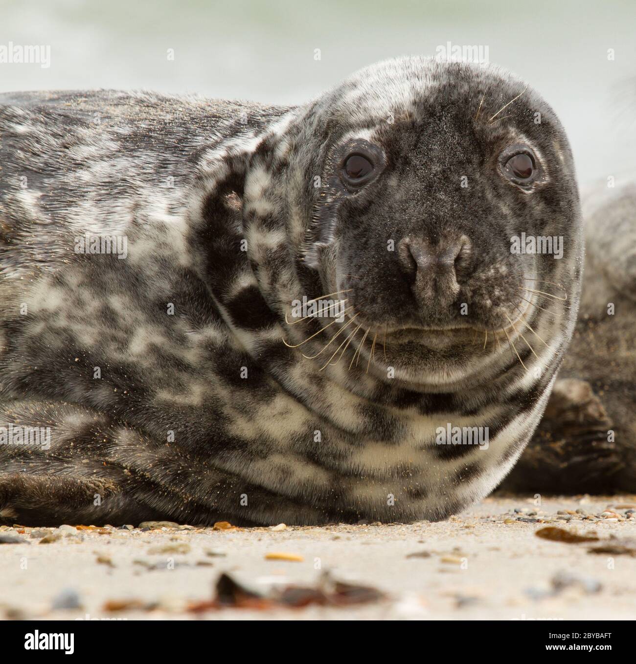 A grey seal Stock Photo - Alamy