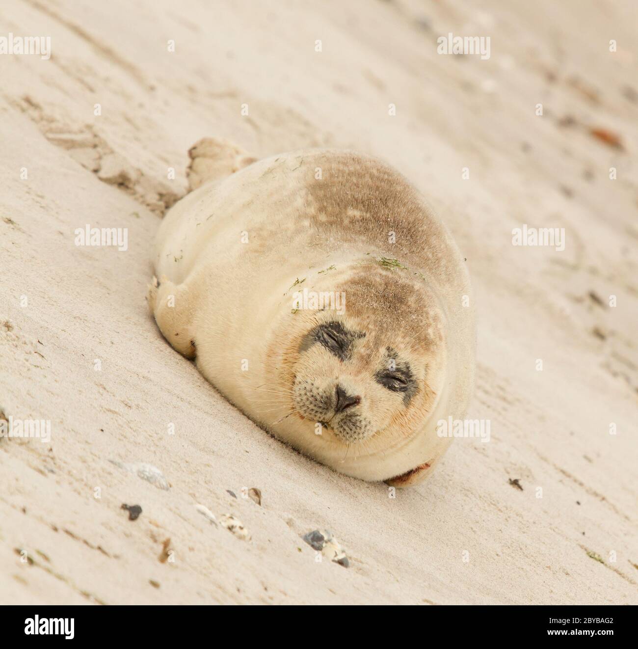 A common seal Stock Photo - Alamy