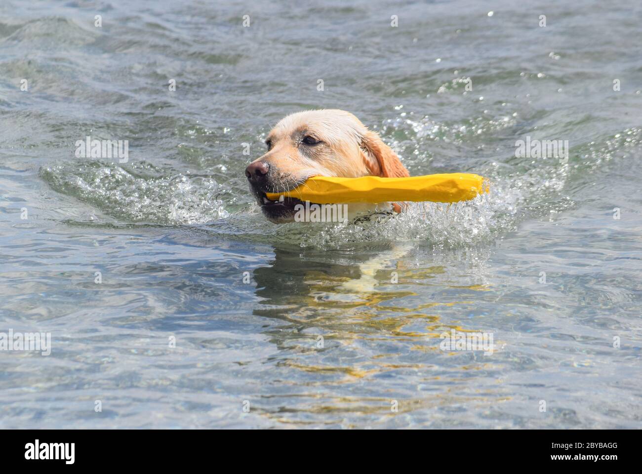 Golden Labrador swimming 150520 Stock Photo - Alamy