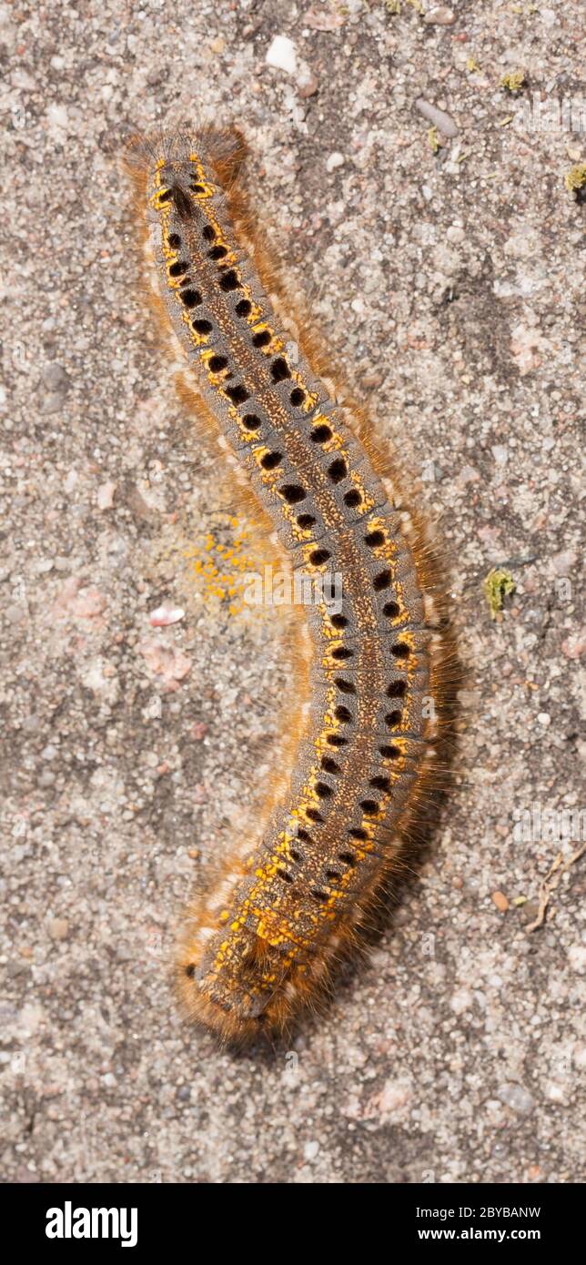 Close up photograph of a caterpillar hi-res stock photography and ...
