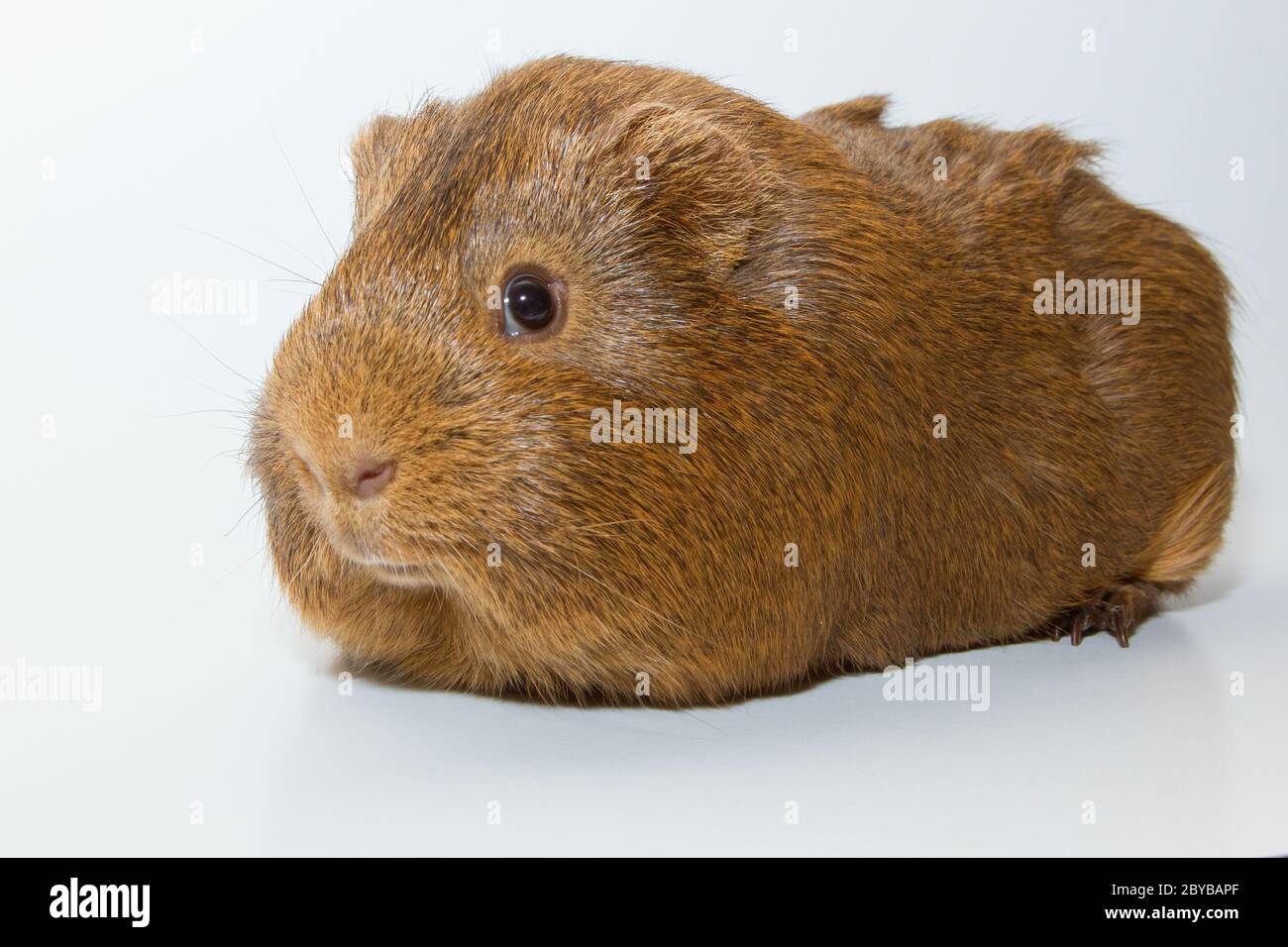 Picture guinea pig pictures guinea pig hi-res stock photography and ...