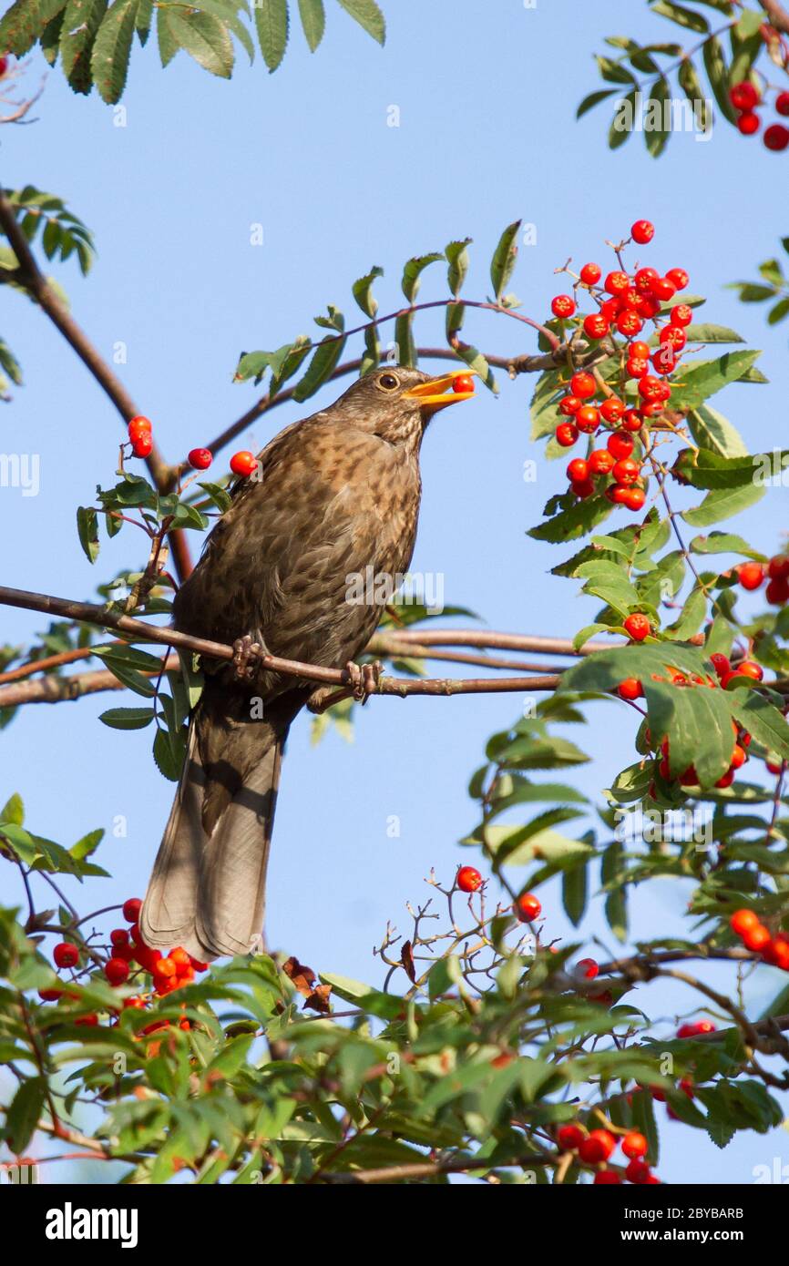 Blackbird Graphics High Resolution Stock Photography and Images - Alamy