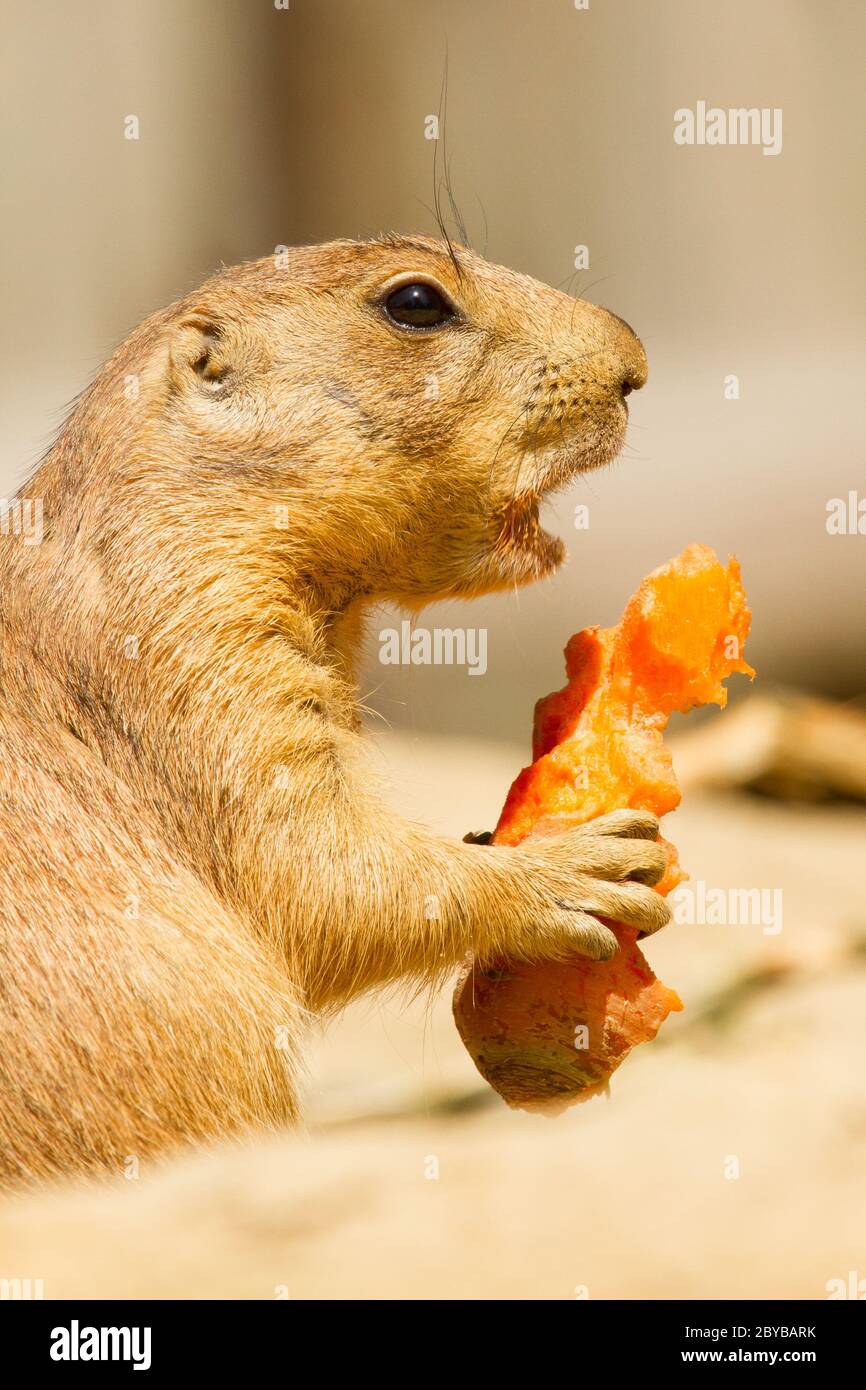 A prairie dog is eating Stock Photo - Alamy