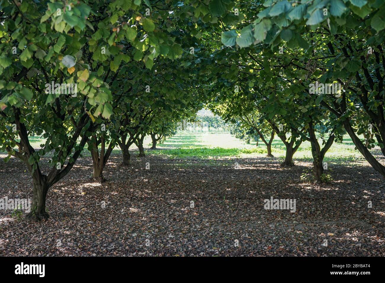 Field of hazelnuts in Barolo, Piedmont - Italy Stock Photo - Alamy