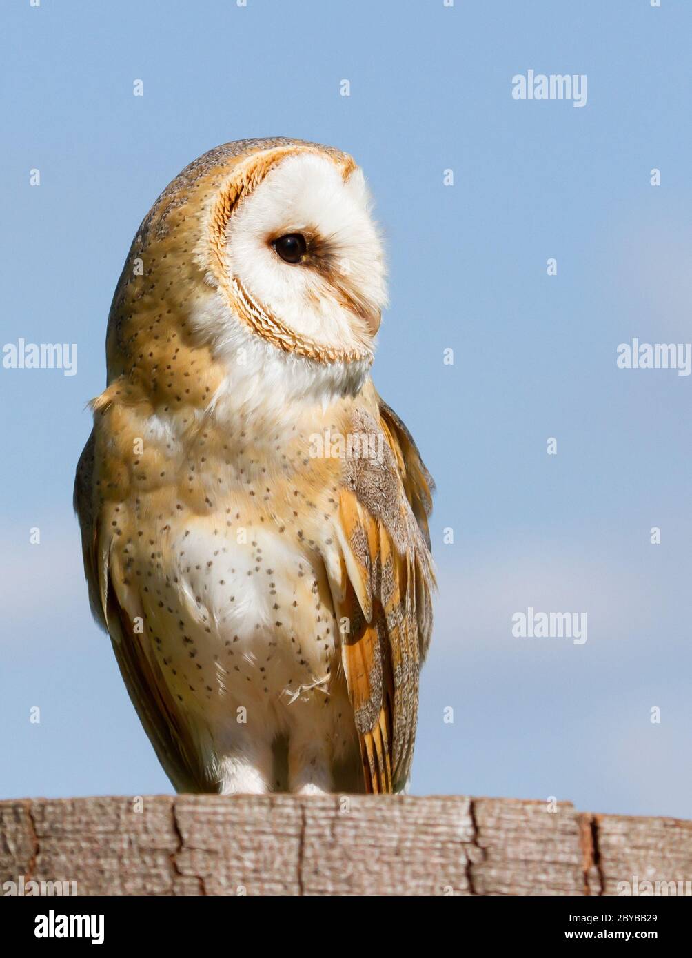 A sitting owl Stock Photo - Alamy