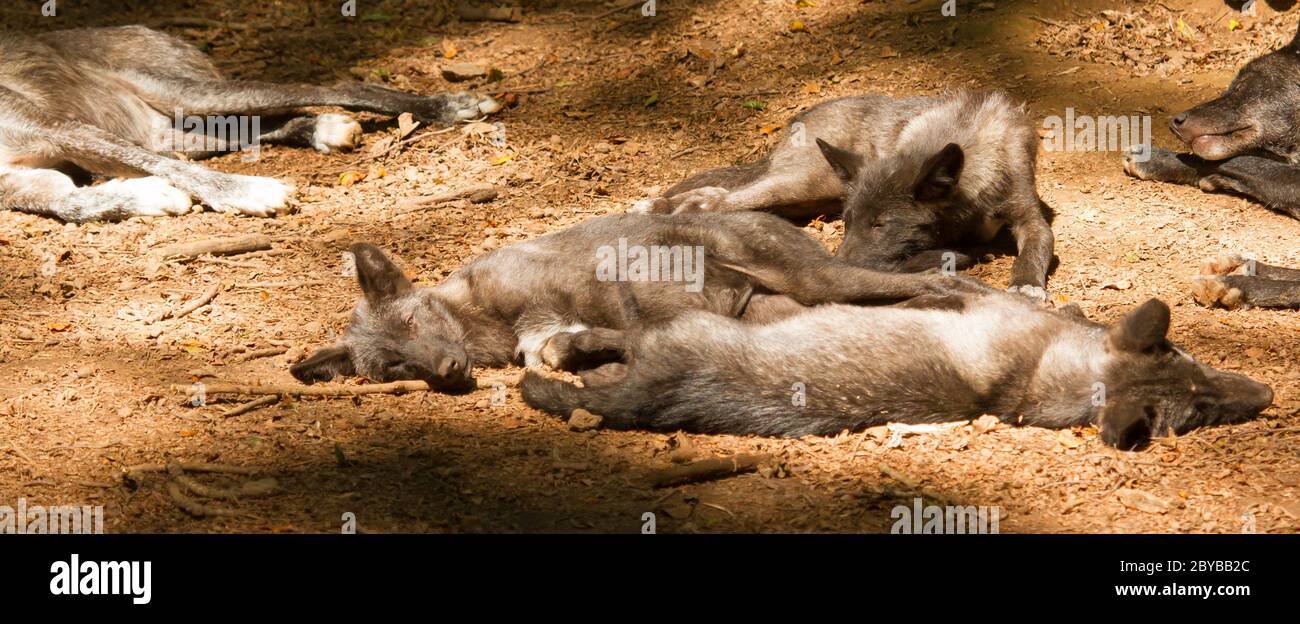 A group of young wolves Stock Photo - Alamy