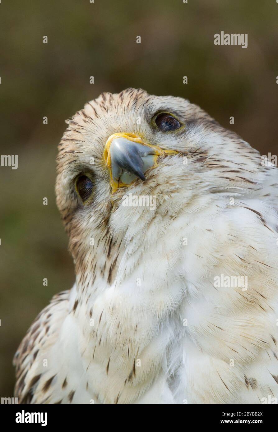 A close-up of a falcon Stock Photo - Alamy