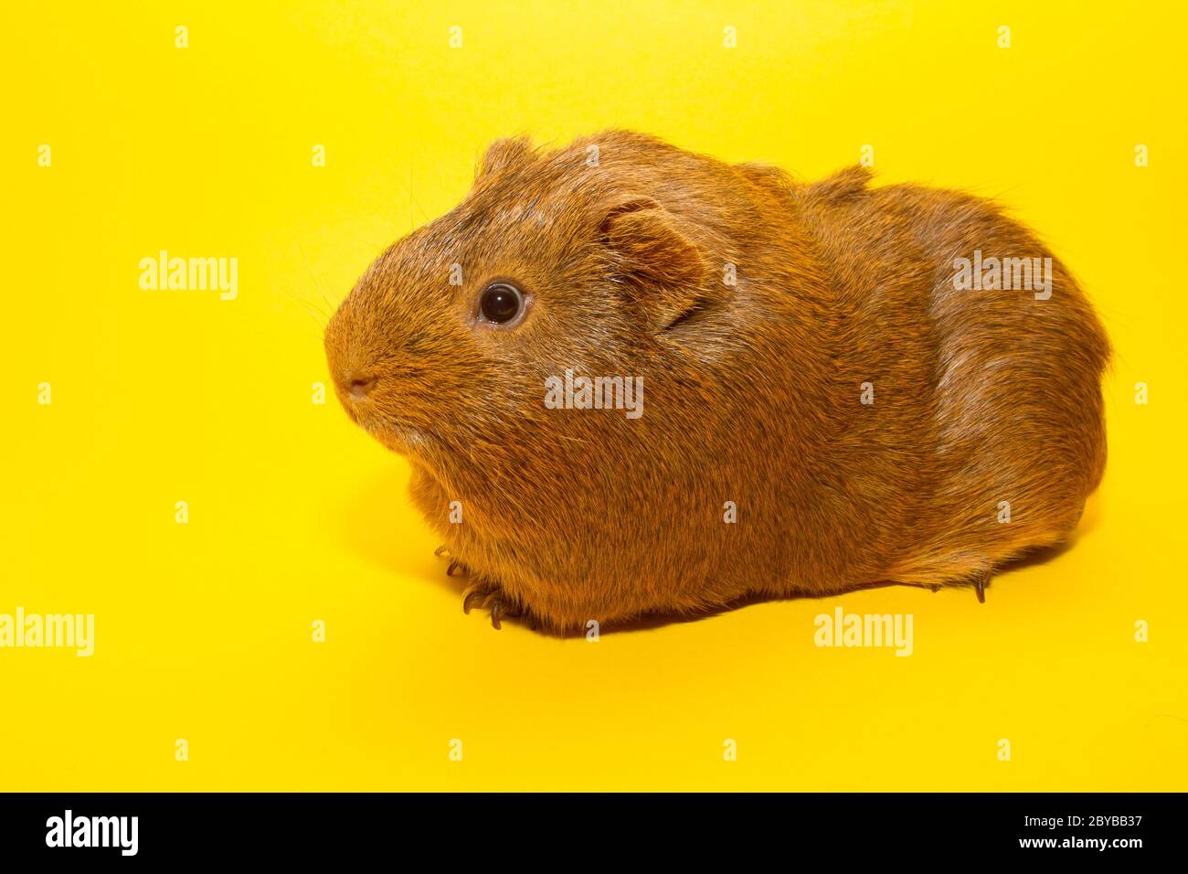 Picture Guinea Pig Pictures Guinea Pig High Resolution Stock ...