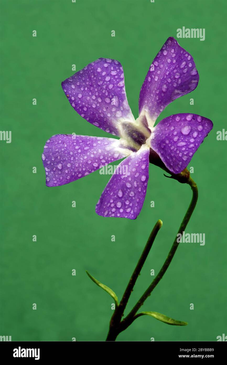 agrostemma githago green Stock Photo - Alamy