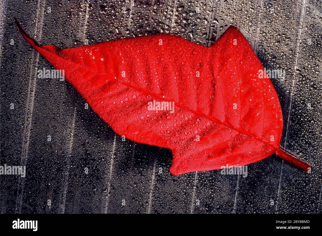 abstract red leaf Stock Photo - Alamy