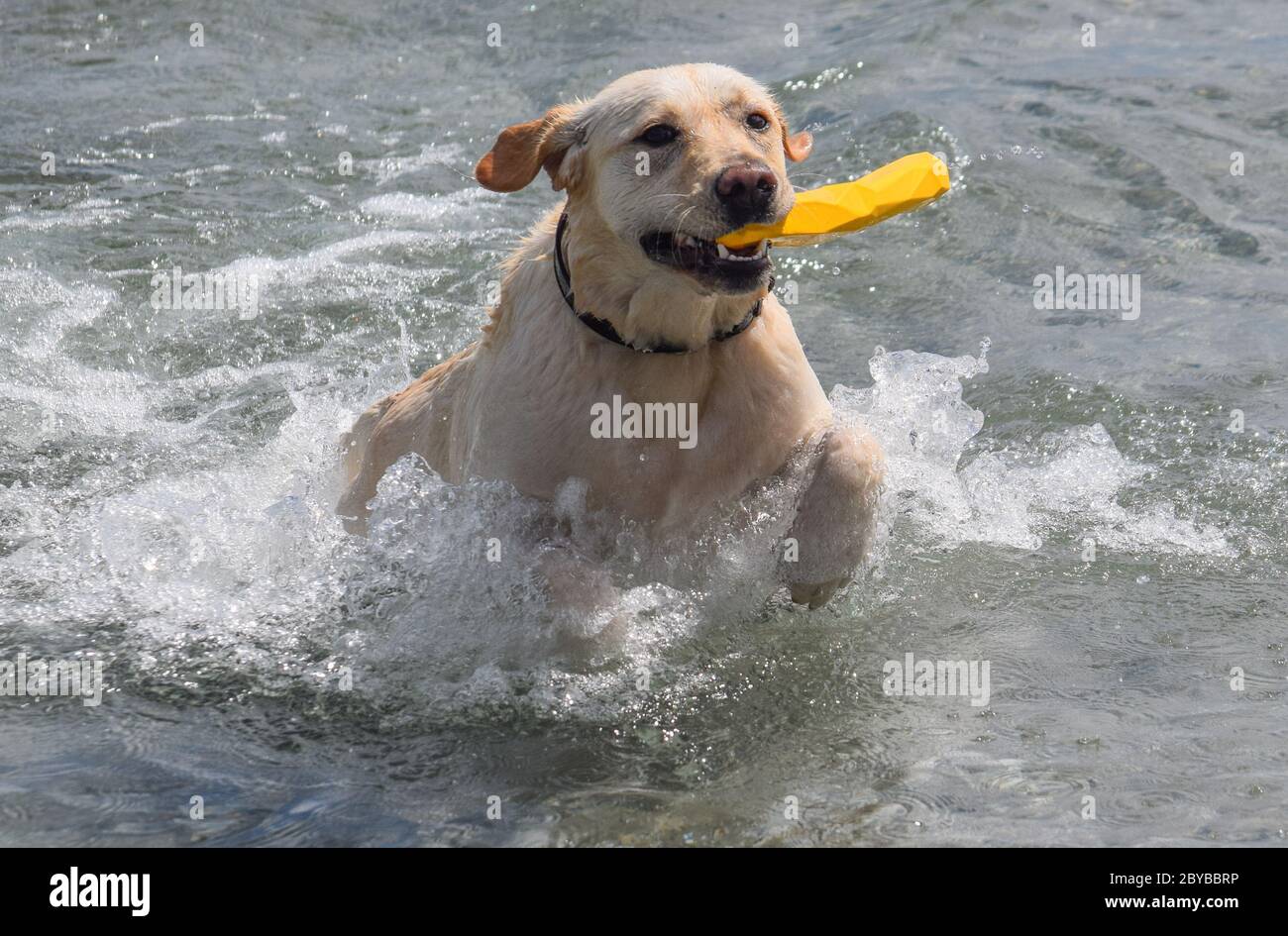 Golden Labrador swimming 150520 Stock Photo - Alamy