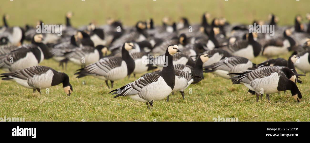A group of barnacle geese Stock Photo - Alamy